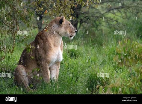 Lioness Sitting In The Rain Stock Photo Alamy