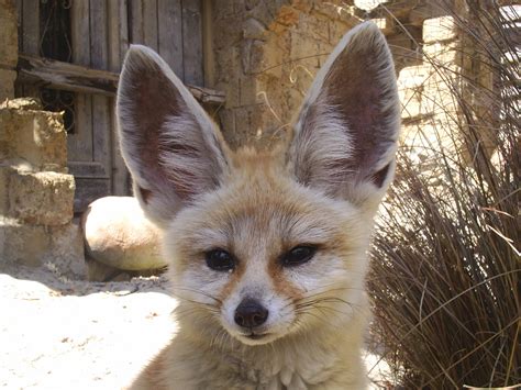 Fennec Fox Ears Flickr Photo Sharing