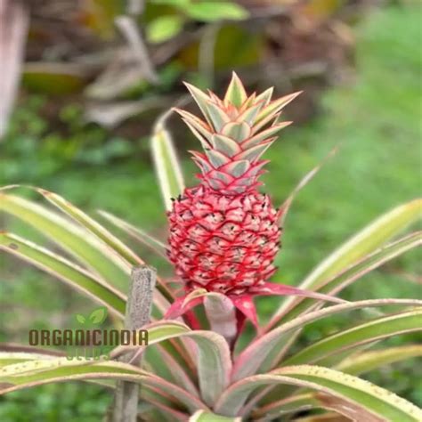 Pink Pineapple