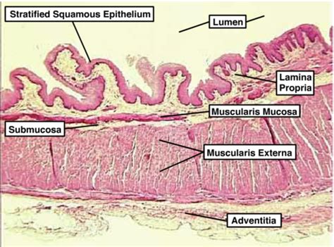 Histology Lab Exam 3 Flashcards Quizlet