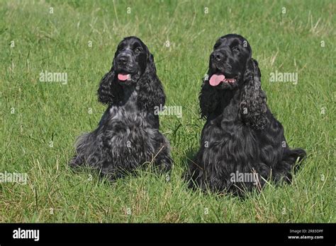 2 Cocker Spaniels Female In Blue And White Male In Black Sitting