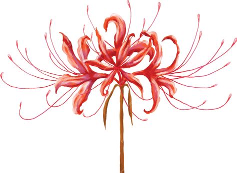 Premium Vector Red Spiderlily Flower Painting Illustration