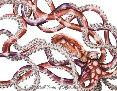 Mimic Octopus Scientific Illustration Aquatic Behavior Swimming