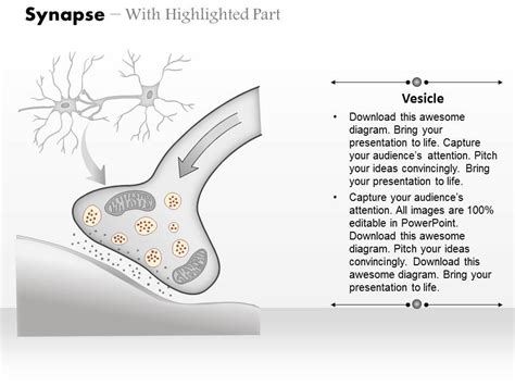 Unlabeled Neuron Synapse Diagram