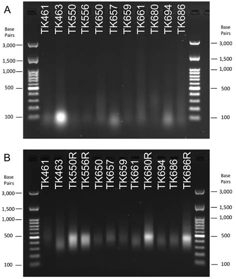 Robust Dna Isolation And High Throughput Sequencing Library Construction For Herbarium Specimens