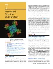 Chapter 7 Membrane Structure And Function Pdf 7 Membrane Structure And Function Membrane