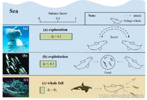 Bwo Matlab Python Bwo Csdn