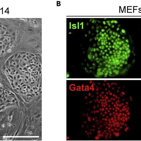 Reprogramming Of Mefs Into Cpcs Via Defined Small Molecule Treatment Download Scientific