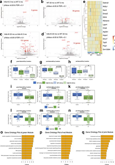 Transcriptomic Analysis In Haβ Ki Mice Differential Gene Expression
