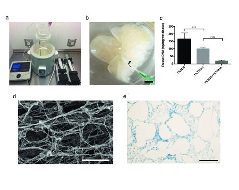 Decellularization Of The Liver Scaffolds A A Combination Of Download Scientific Diagram