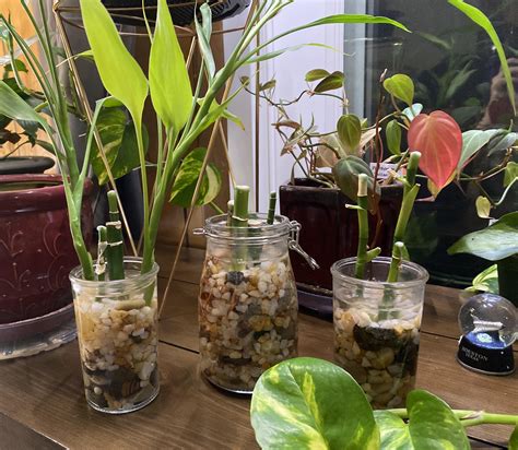 Fingers Crossed I Propagated Them Correctly Rluckybamboo