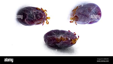 Black Legged Tick Ixodes Scapularis Also Known As Deer Ticks Are