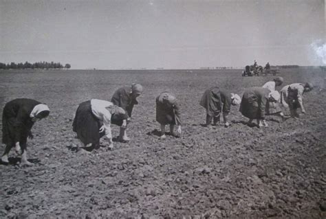 Посадка кукурузы: foto_history — LiveJournal