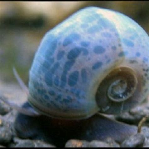 Blue Leopard Ramshorn Snails Planorbella Duryi Live Snails For Aqu Snail Freshwater