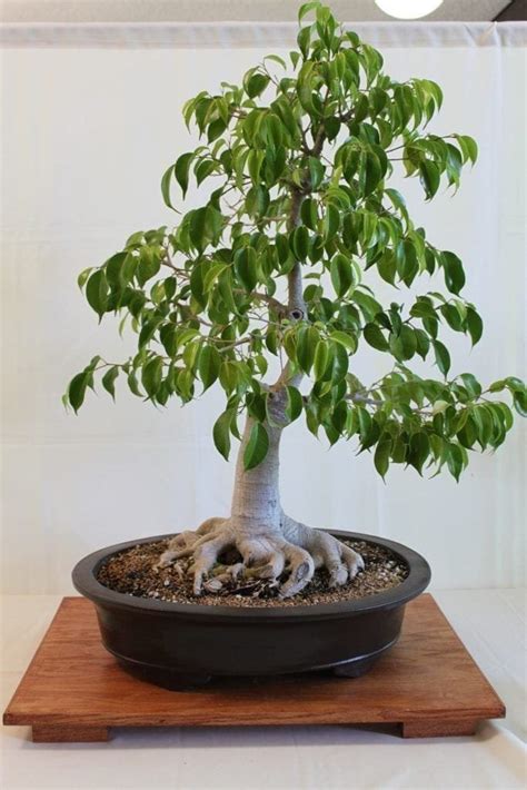 Ficus Bonsai Trees Bonsai Tree Gardener
