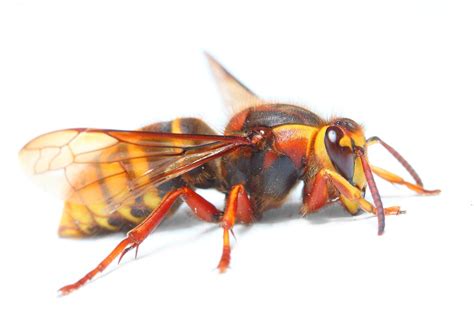 European Hornet Control And Treatments For The Home Yard And Garden