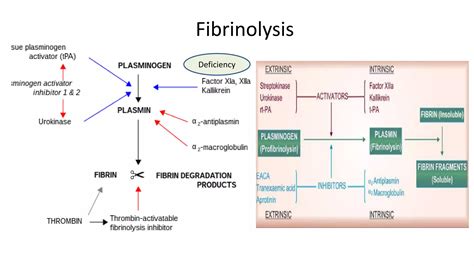 Hypercoagulable State Pptx