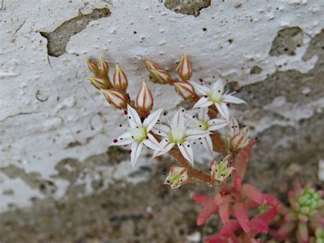 Stonecrop White Lat Sedum Album White Flowers Close Up Stock Image Image Of Botanical