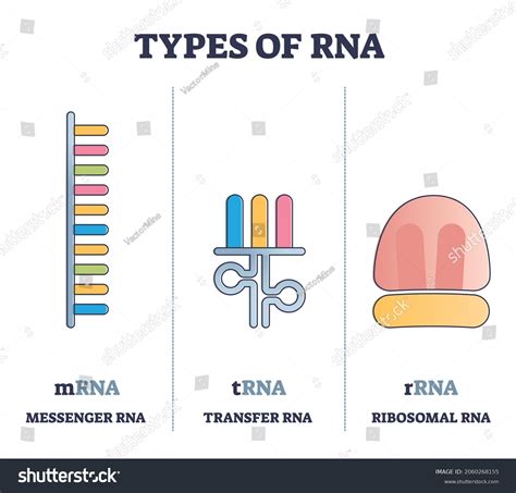 Types Rna Polymeric Molecule Comparison Illustrated Stock Vector Royalty Free 2060268155