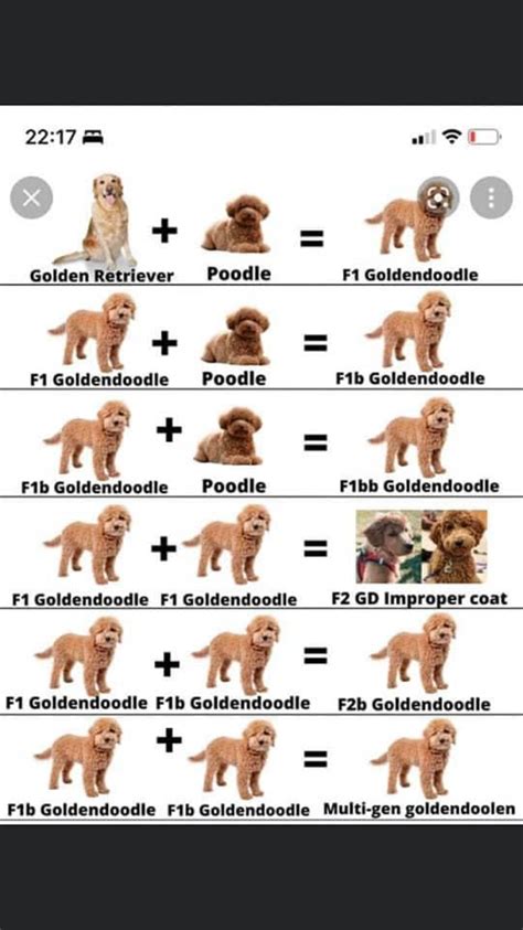 Cockapoo Generations Made Easy F1 F1b F1bb F2 F2b F2bb F3 Multigen
