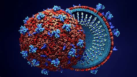 The Sars Cov 2 Y453f Mink Mutation