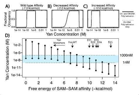 Equilibrium Modeling Shows That Increasing Polymerization Affinity