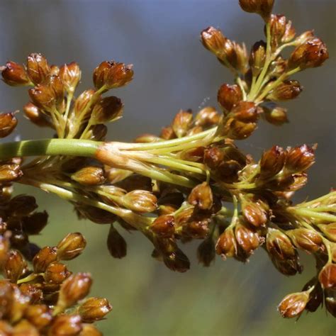 Juncus Effusus Flowers