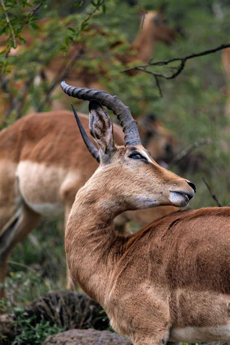 Close Up Of A Impala With Large Horns Standing In A Forest Neck Bend