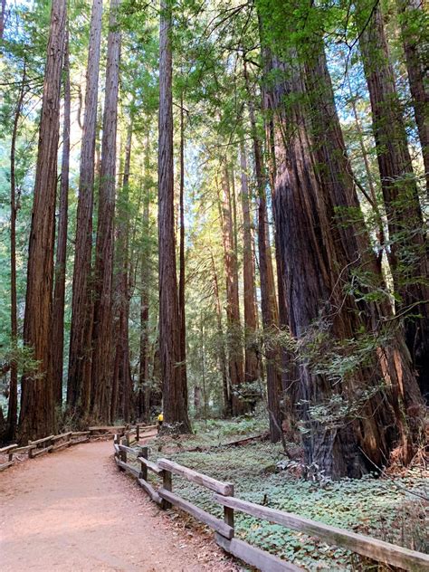 San Francisco To Muir Woods A Day Trip To The Towering Redwoods Artofit