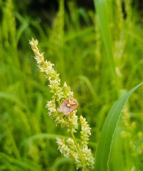True Bugs Small Lace Bug Of The Family Tingidae Gonocerus Acuteangulatus Is A True Bug In The
