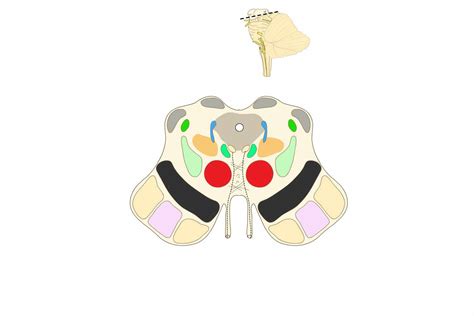 Raphe Nuclei Reticular Formation