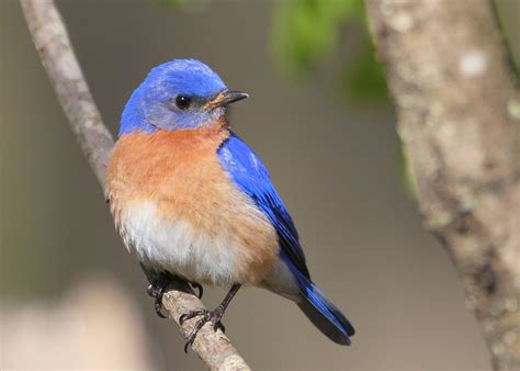 Eastern Bluebird Wallpaper