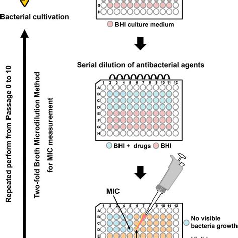 Schematic Illustration Of Broth Microdilution Method Used For The