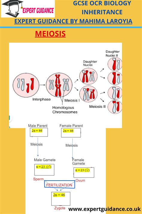 Gcse Ocr Biology Inheritance Meiosis Complete Revision Summary Notes Video And Exam