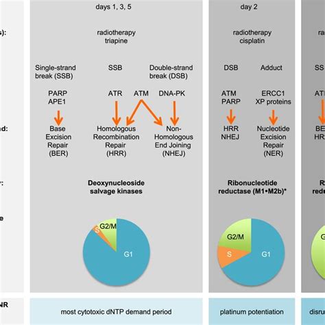 Triapine Cisplatin Radiation Treatment And Cell Cycle Targets Damaging Download Scientific