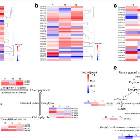 A Heat Map Analysis Showing The Gene Expression Patterns Involved In