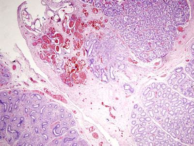 Testes Histology Testis Histology Slide