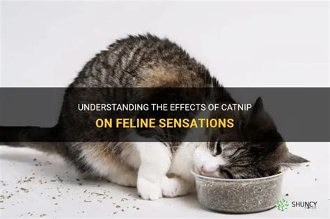 Understanding The Effects Of Catnip On Feline Sensations Shuncy