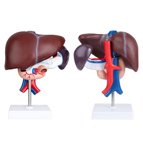 Faruijie Human Liver Anatomical Model Life Size Human Pancreas Pathology Model Liver Teaching