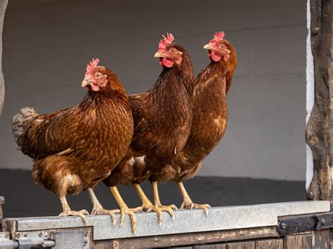 Road Island Red Hen
