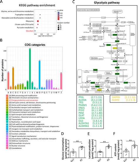 Functional Classification And Enrichment Analyses Of Differentially
