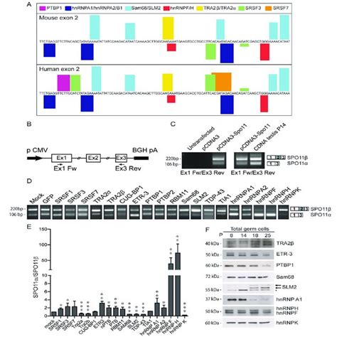Regulation Of Spo Splice Variants Expression During Mouse Download Scientific Diagram