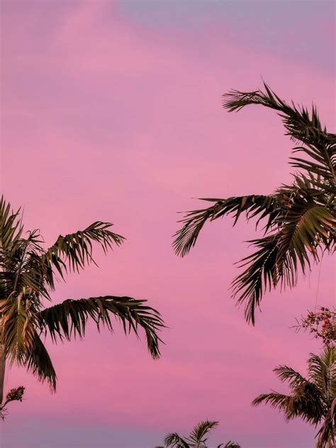 Download Welcome Summertime With This Cute Aesthetic Profile Pic