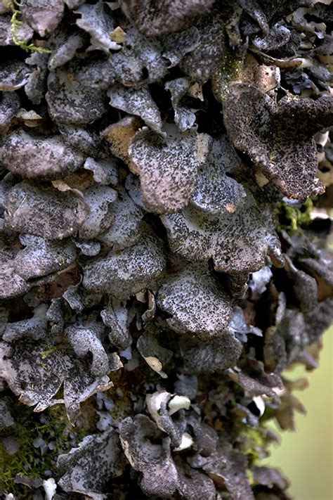 Sticta Fuliginosa S Lat Peppered Moon Lichen West Glamorgan Flora