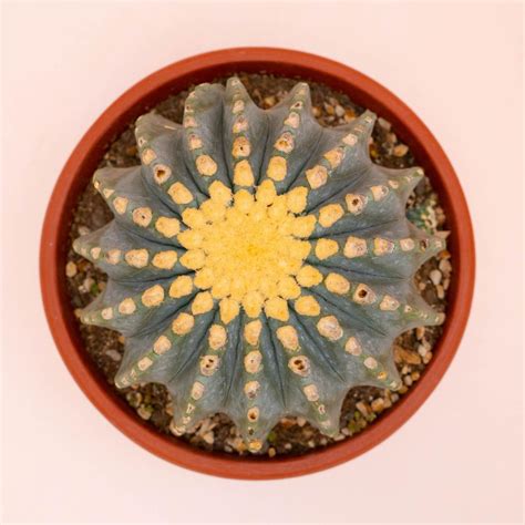 Ferocactus Glaucescens Nudum 995f Rare Plants Cactusmania