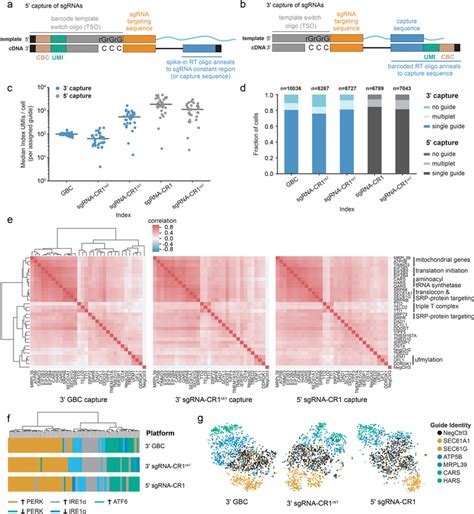 Combinatorial Single Cell Crispr Screens By Direct Guide Rna Capture And Targeted Sequencing Pmc