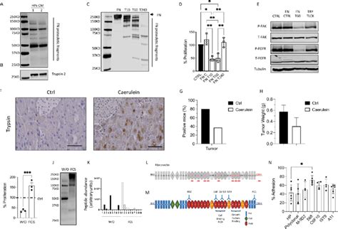 Fibronectin Fragments Induce Pdac Cell Detachment And Fak And Fgfr Download Scientific Diagram