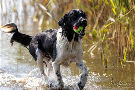 Friese Stabij Heeft Het Grootste Plezier In Het Water Eriks