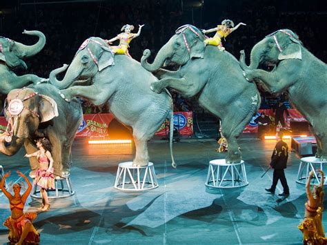 Ringling Brothers Circus Elephants