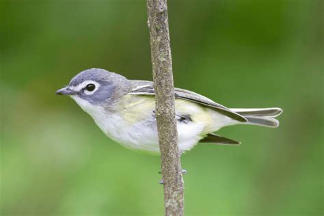 Blue Birds In Florida Global Birding Initiative